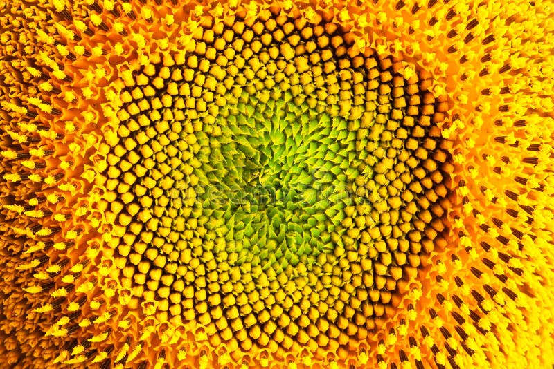 Sunflower Pod stock image. Image of macro, sunflowers, flower - 633121