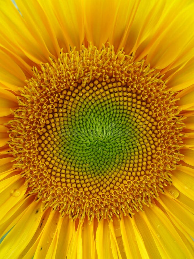 Sunflower Middle stock photo. Image of plant, summer, flower - 78718
