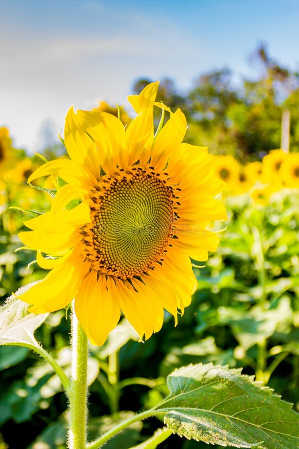 Sunflower stock image. Image of landscape, bright, yellow - 77441081