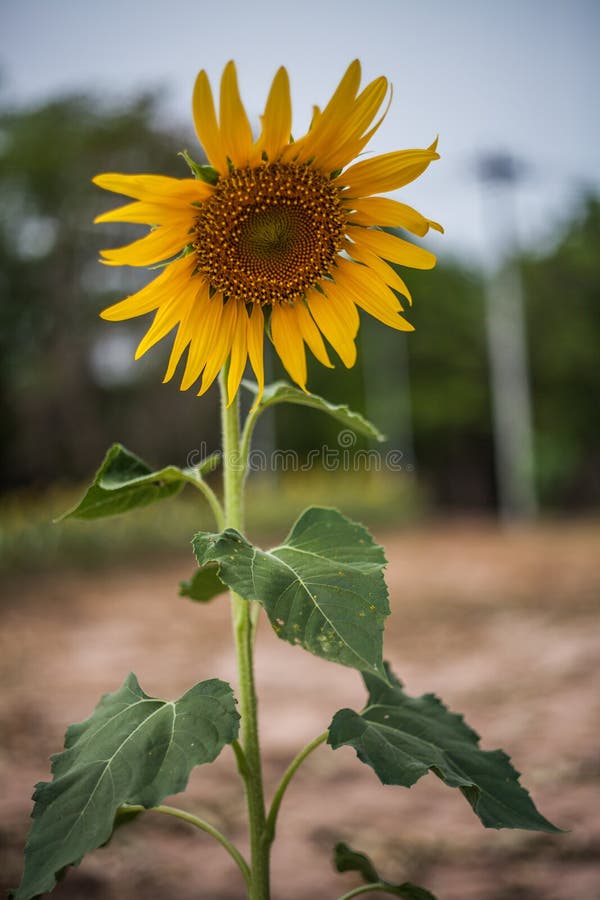 Sunflower stock photo. Image of contrast, nthe, sunflower - 69194040