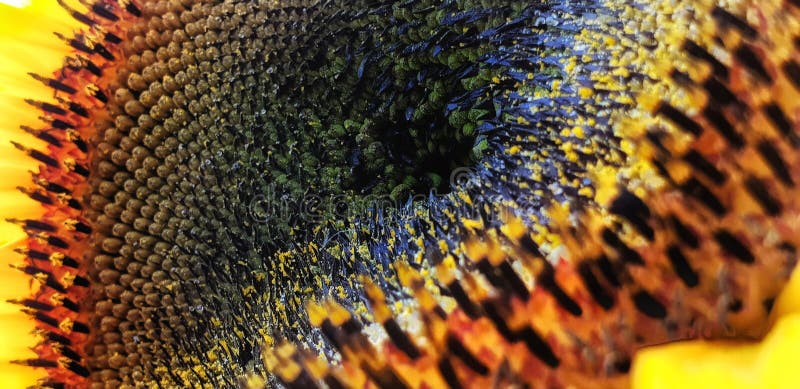 Sunflower Core stock photo. Image of colours, nature - 121738372