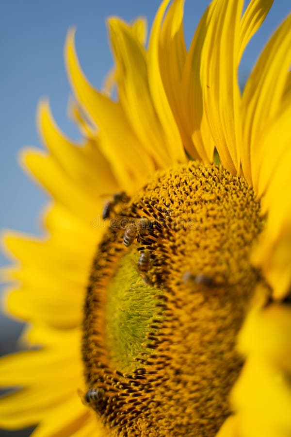 Sunflower covered in bees stock image. Image of field - 255539851