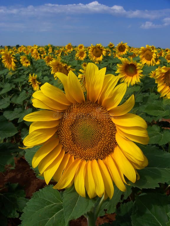 Sunflower Crop in West Texas Stock Image - Image of seed, farm: 194739