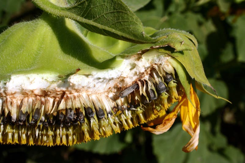 Sunflower Cross-Section stock photo. Image of cowley, nature - 6627354