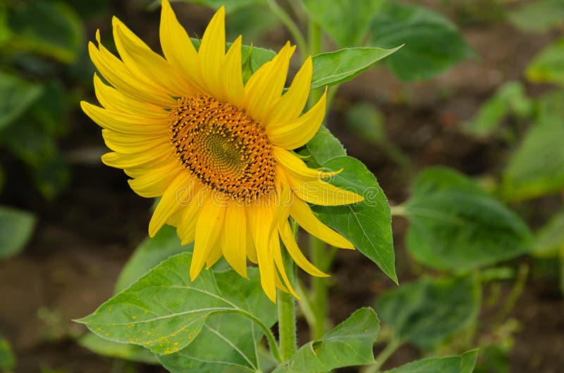 Sunflower stock image. Image of green, farmland, colorful - 272165947
