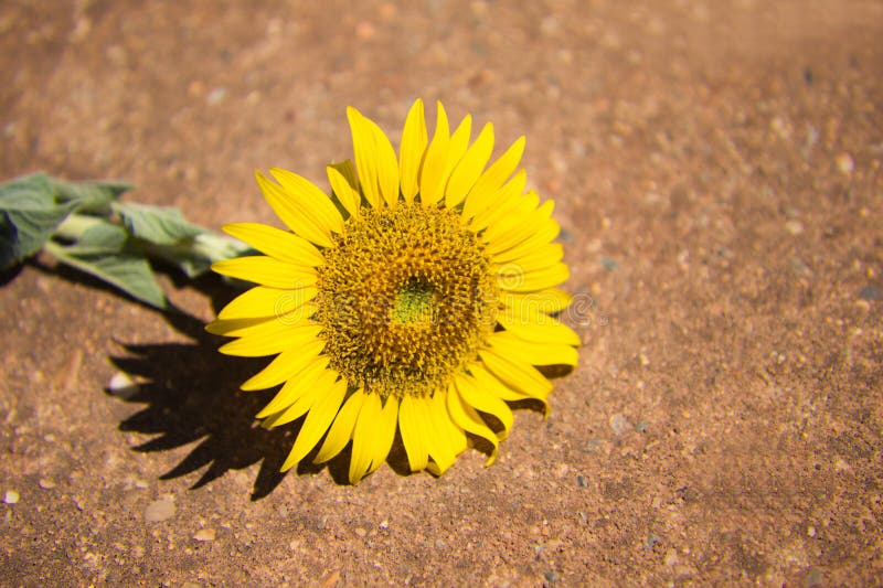 A Sunflower Cut and Placed on the Ground. Still Life Concept Stock ...