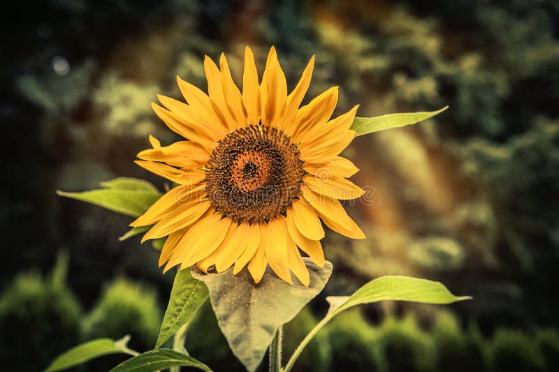 Sunflower on Dark Background. Shallow Depth of Field. Toned. Stock ...