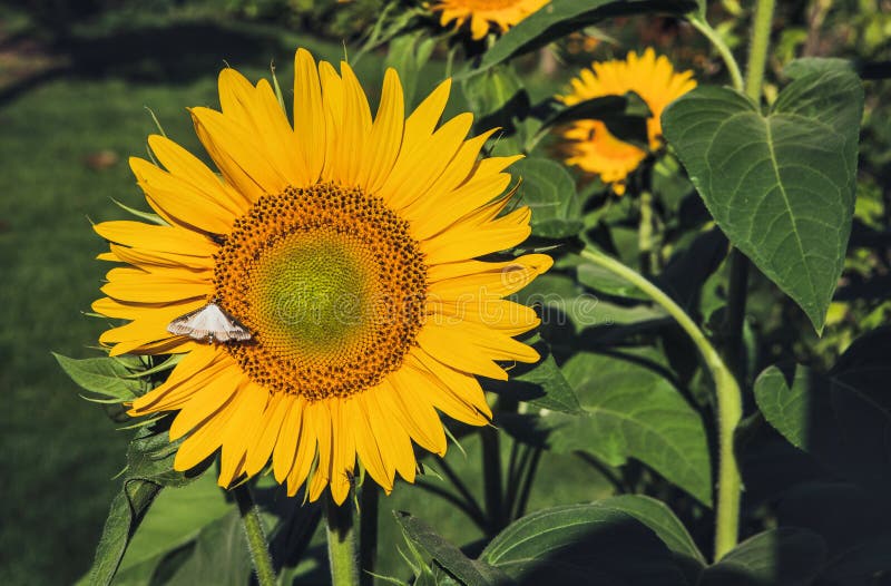 Sunflower on Dark Background. Shallow Depth of Field. Toned. Stock ...