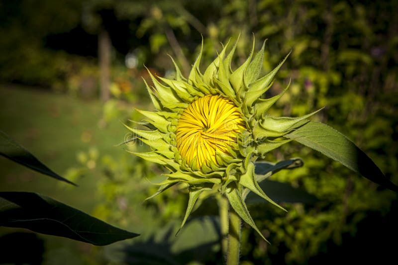 Sunflower on Dark Background. Shallow Depth of Field. Toned. Stock ...