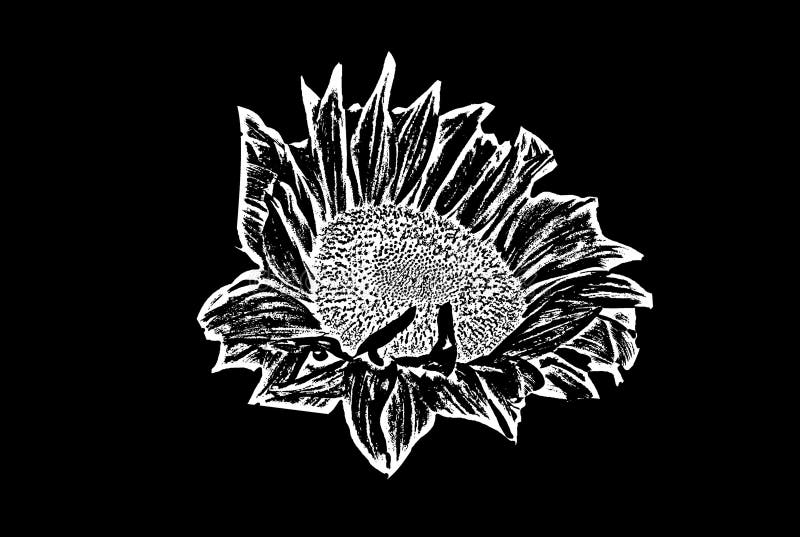 Sunflower on Dark Background. Spring Concept Stock Photo - Image of ...