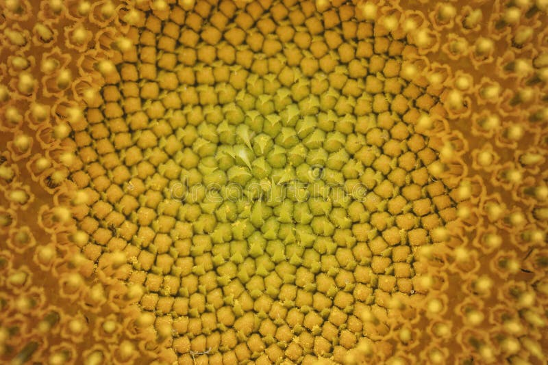 Sunflower Disk Florets Close Up Stock Image - Image of disk ...