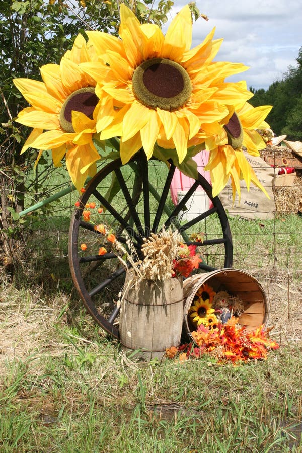 Sunflower Display For Thanksgiving Royalty Free Stock Photos - Image ...
