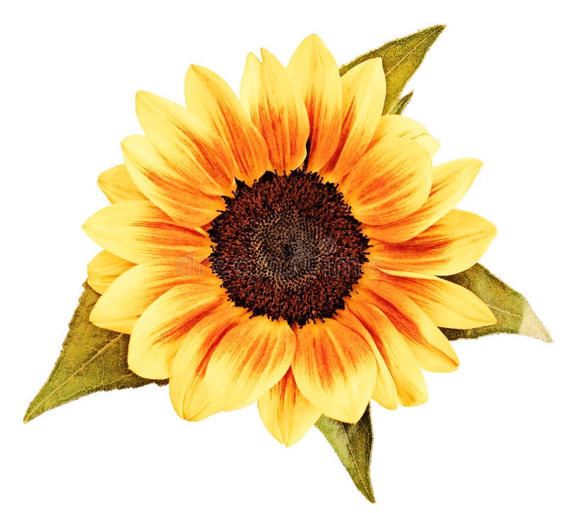 Sunflower drawing stock illustration. Illustration of nid - 17213583