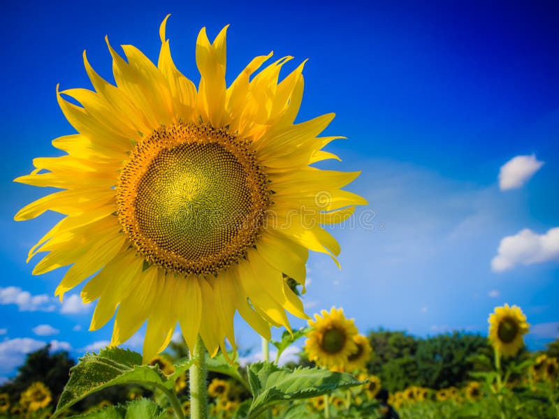 Sunflower with a Drop of Nectar. Stock Photo - Image of earth, flora ...