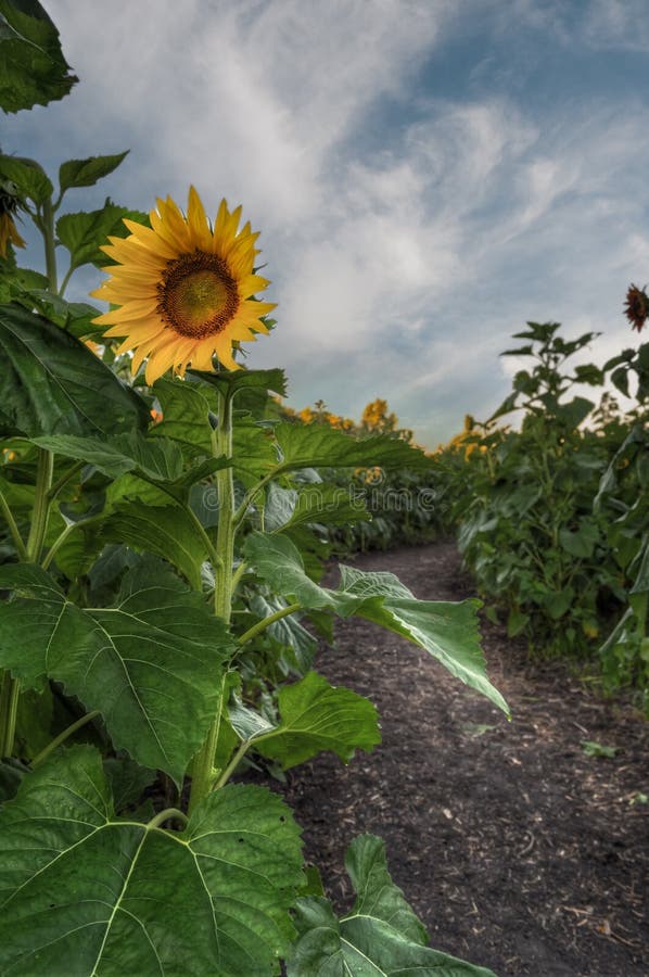 Sunflower on Edge of Path through Sunflower Field Stock Image - Image ...