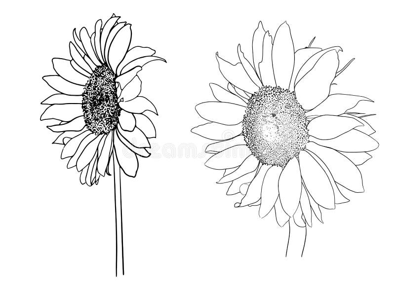 Sunflower Engraving, Summer Blooming, Ink Stock Illustration ...