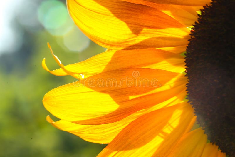 Sunflower in the Evening Sun, Summer Time, Weather Forecast Stock Photo ...