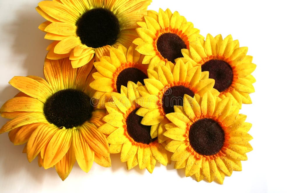 Sunflower Exhibit stock photo. Image of yellow, botanical - 477368