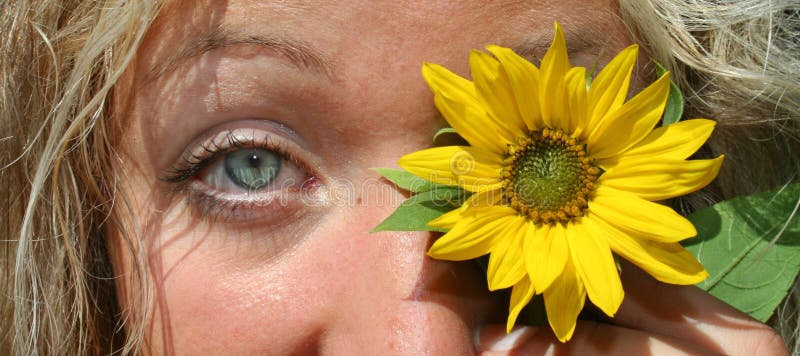 Eye of Sunflower stock image. Image of color, colorful - 5669105