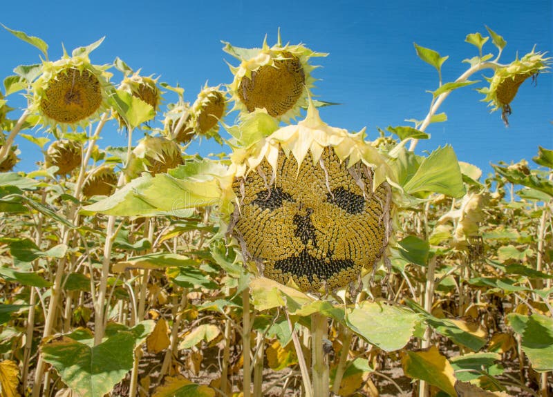 Face od a Sunflower stock image. Image of fresh, beauty - 584289