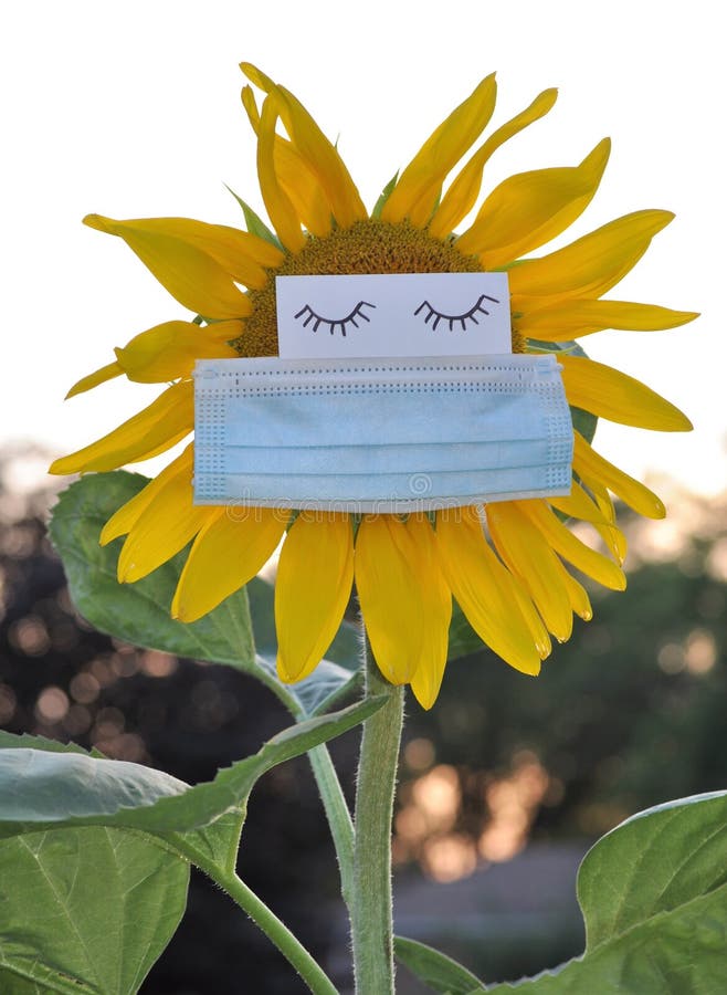 Sunflower in a face mask. stock image. Image of idea - 192916969