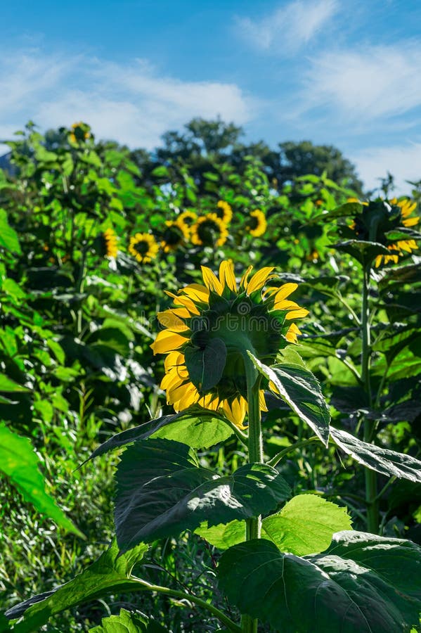Sunflower Faces into Field stock image. Image of field - 256973031