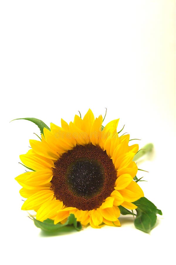 Sunflower facing forward stock photo. Image of detail - 1143644