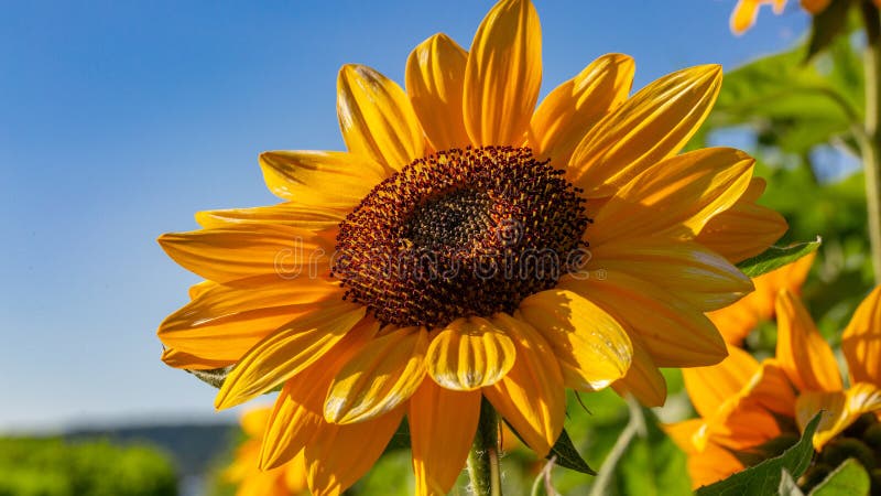 Sunflower Facing the Sun on the Middle of the Spring Stock Image ...