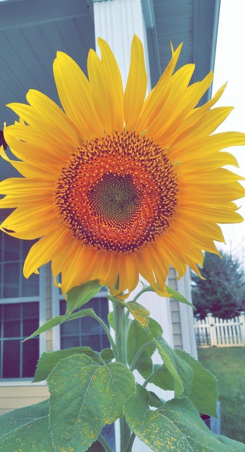 Sunflower in fall stock image. Image of fall, love, winter - 201059129