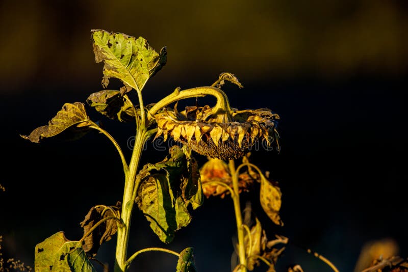 Sunflower in the fall time stock photo. Image of botanical - 233069292
