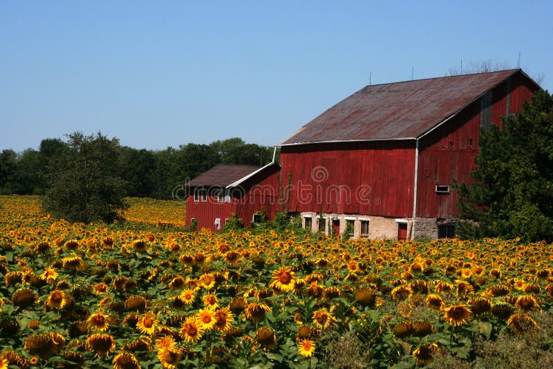 565 Sunflowers Barn Stock Photos - Free & Royalty-Free Stock Photos ...