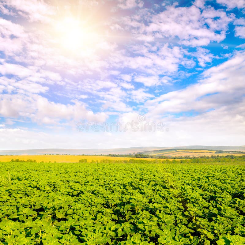 Sunflower on the Farm Field and Sun on Blue Sky Stock Image - Image of ...