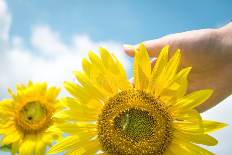 Sunflower and Female hand stock image. Image of colorful - 93995433