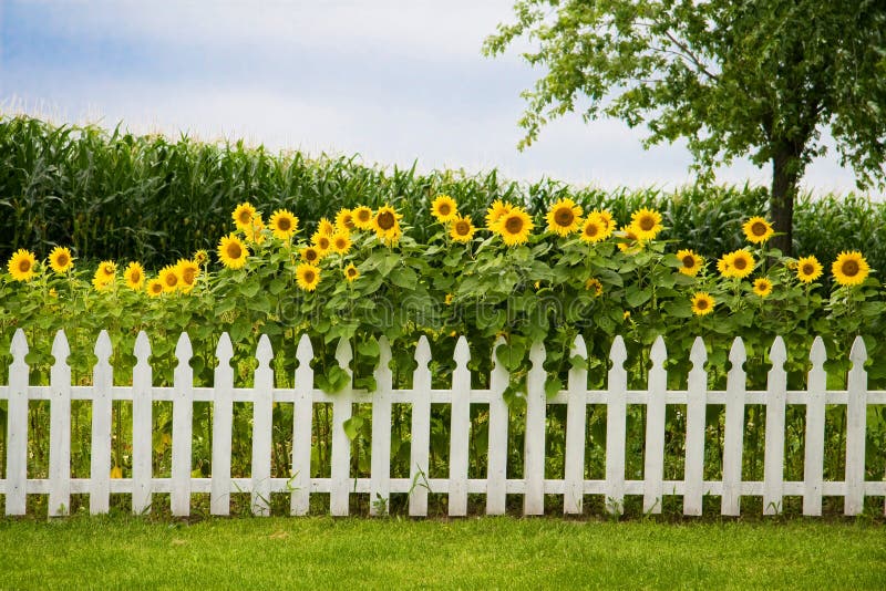 Sunflower fence stock image. Image of sunflower, leaves - 10581895