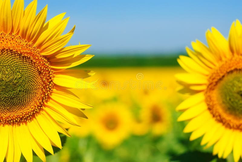 Sunflower field stock photo. Image of color, flora, close - 10071990