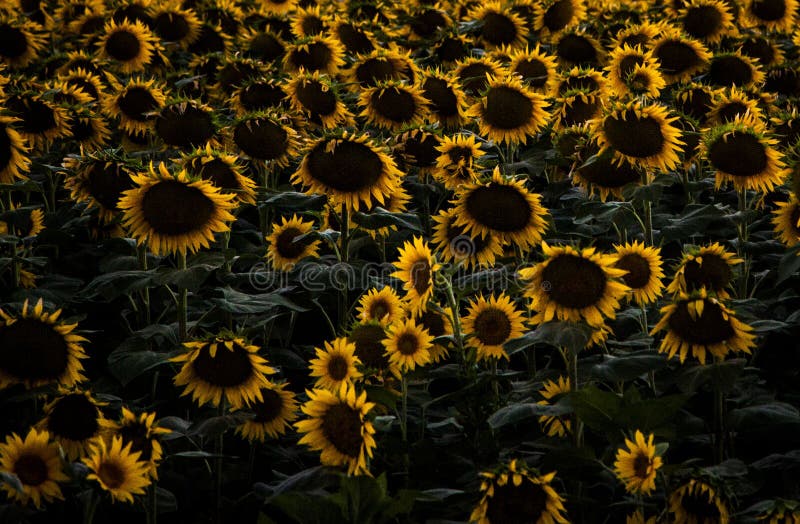Sunflower field stock photo. Image of color, bloom, flowers - 109902282