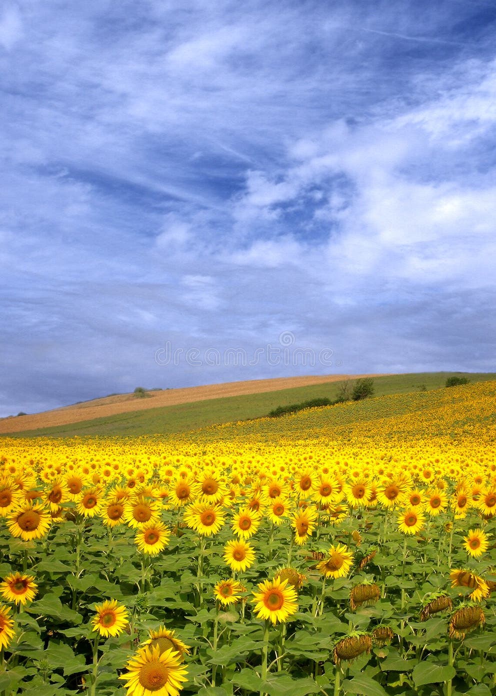 427,863 Sunflower Ringtone Stock Photos - Free & Royalty-Free Stock ...