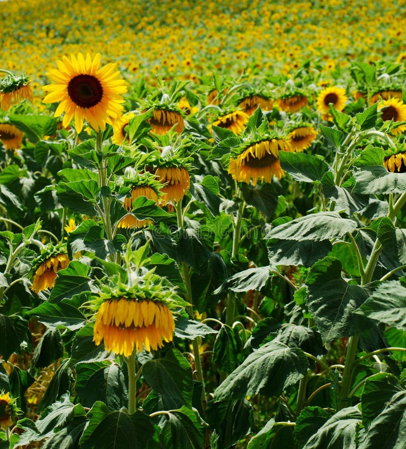 Sunflower field stock image. Image of nature, outdoors - 12610969