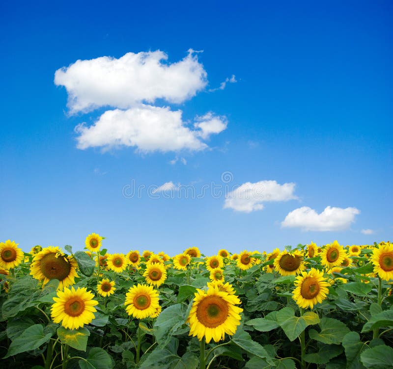 Sunflower with blue sky stock photo. Image of diet, macro - 5232602