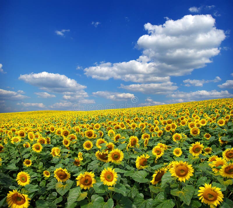 Sunflower Field Picture. Image: 7995150