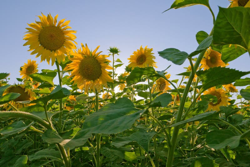Sunflower field stock image. Image of flower, green, cultivated - 8159735