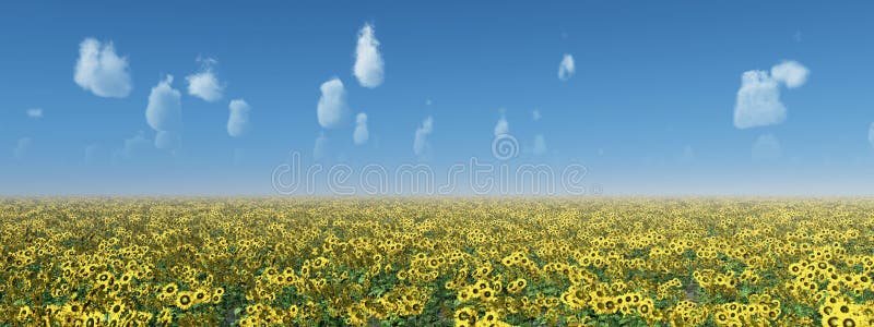 Sunflower Field Against a Blue Sky with Nice Weather Clouds Stock ...