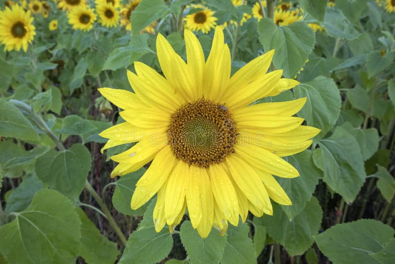 Sunflower field at autumn stock image. Image of petal - 196387739