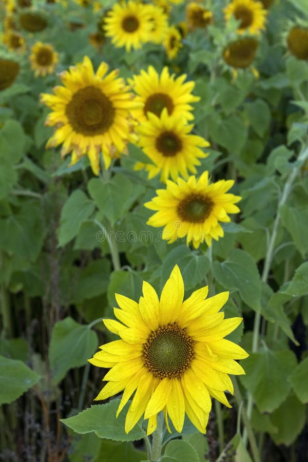 Sunflower field at autumn stock photo. Image of meadow - 196387750