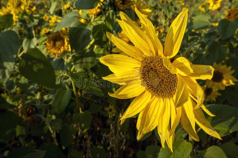 Sunflower field at autumn stock image. Image of sunny - 197432569