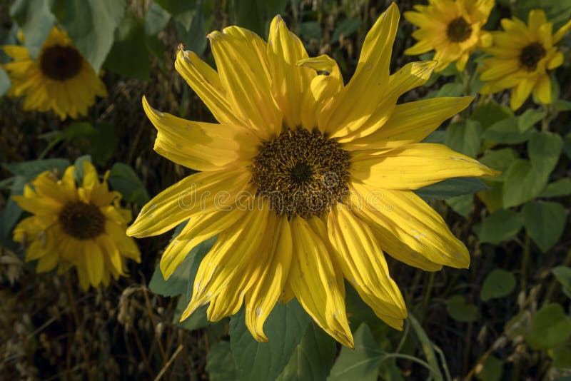 Sunflower field at autumn stock image. Image of season - 197432597