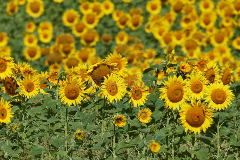 Sunflower field in autumn stock photo. Image of flower - 234257604