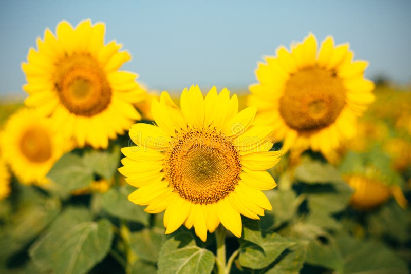 Sunflower field stock photo. Image of blooming, organic - 97398018