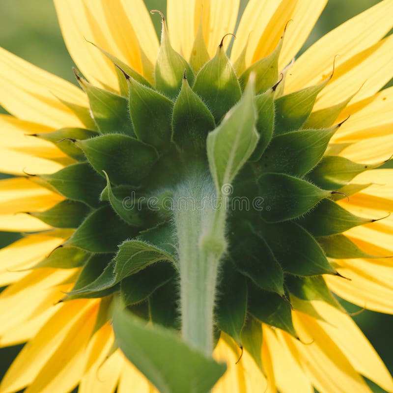 Sunflower field stock image. Image of colorful, bright - 97398027