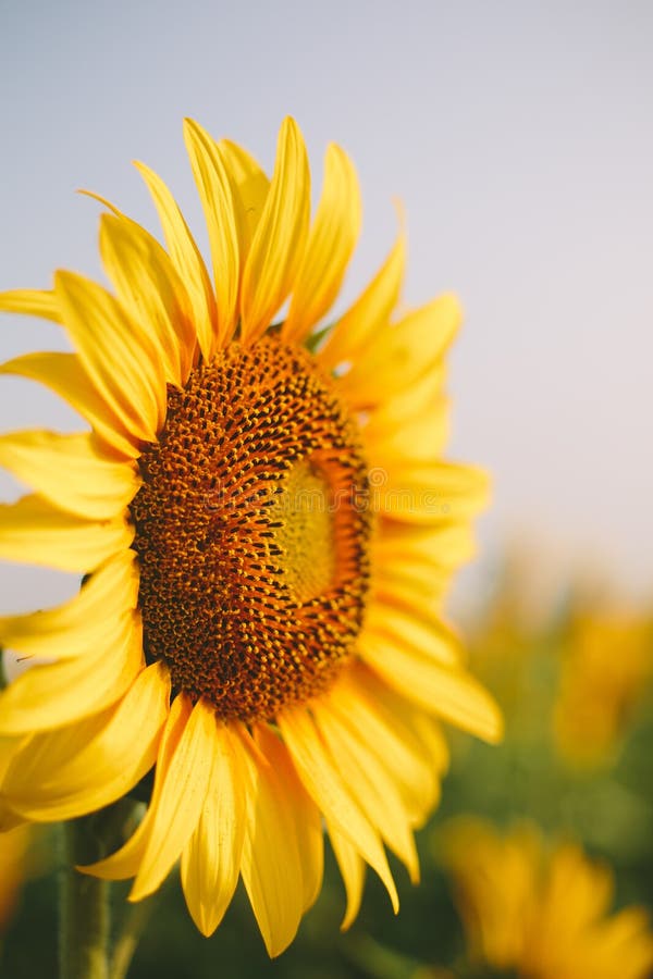 Sunflower field stock image. Image of beautiful, nature - 97398299